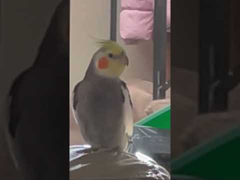 Cockatiel singing 21st of September
