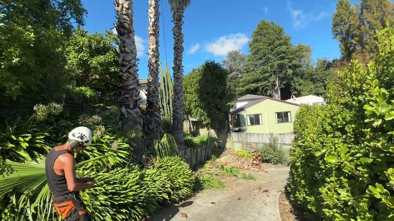 Tree Pruning | Tauranga