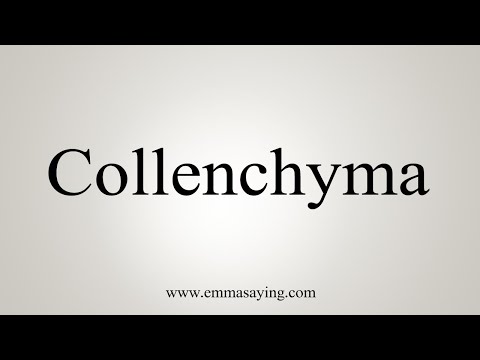 How To Say Collenchyma