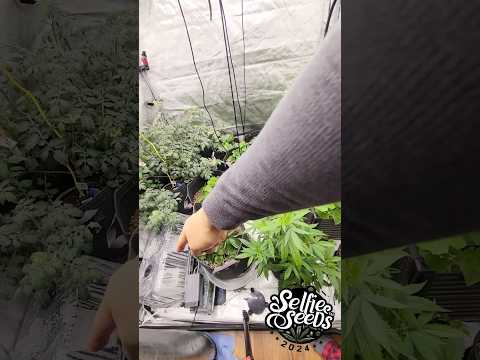 Growing Rare & Expensive Edible Plants Indoors! ???????? #rareplants
