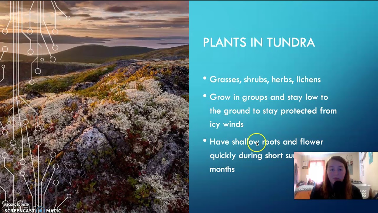 Tundra Biome Lesson