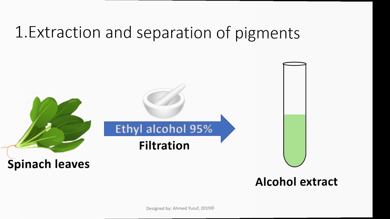 Plant Physiology lab 2 (First Year Biology)