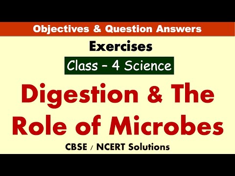 Digestion & The Role of Microbes | Class : 4 Science | Exercises ...