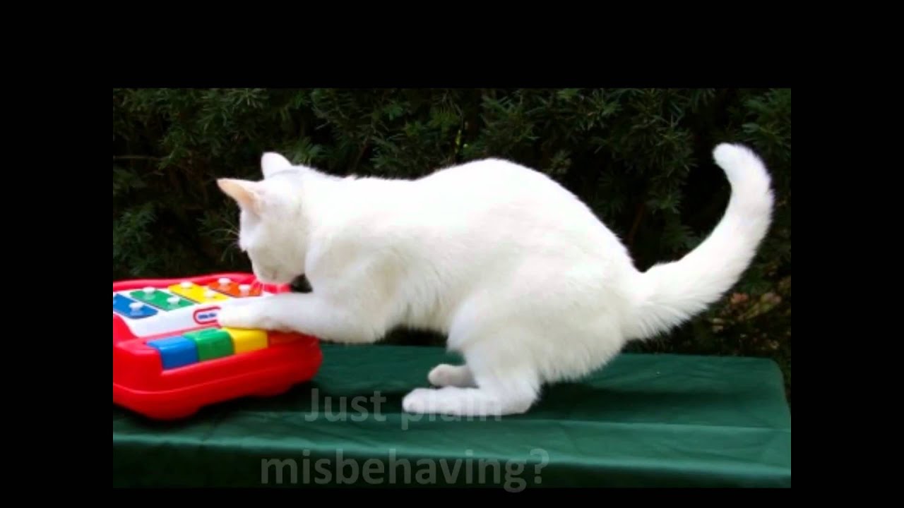 cat behavior problems-guide book