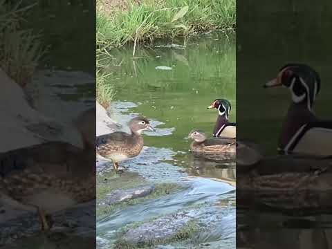 A female wood duck call.