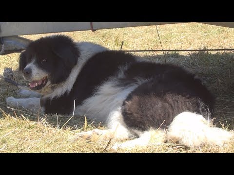 Karakachan dogs at Rozhen Festival 2015