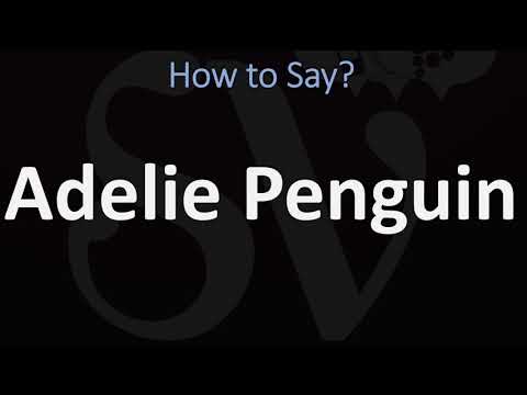 How to Pronounce Adelie Penguin? (CORRECTLY)
