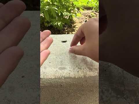 6 Must Have Dry Flies for Trout
