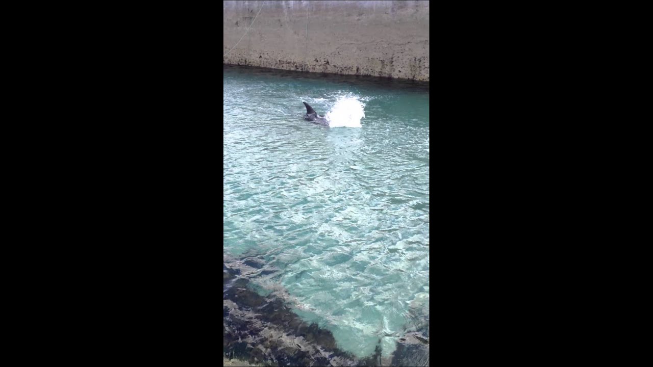 Dolphin attack on Inis Meain.