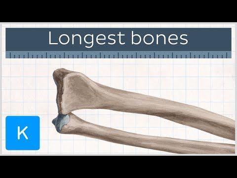 What are the longest bones in your body - Human Anatomy | Kenhub
