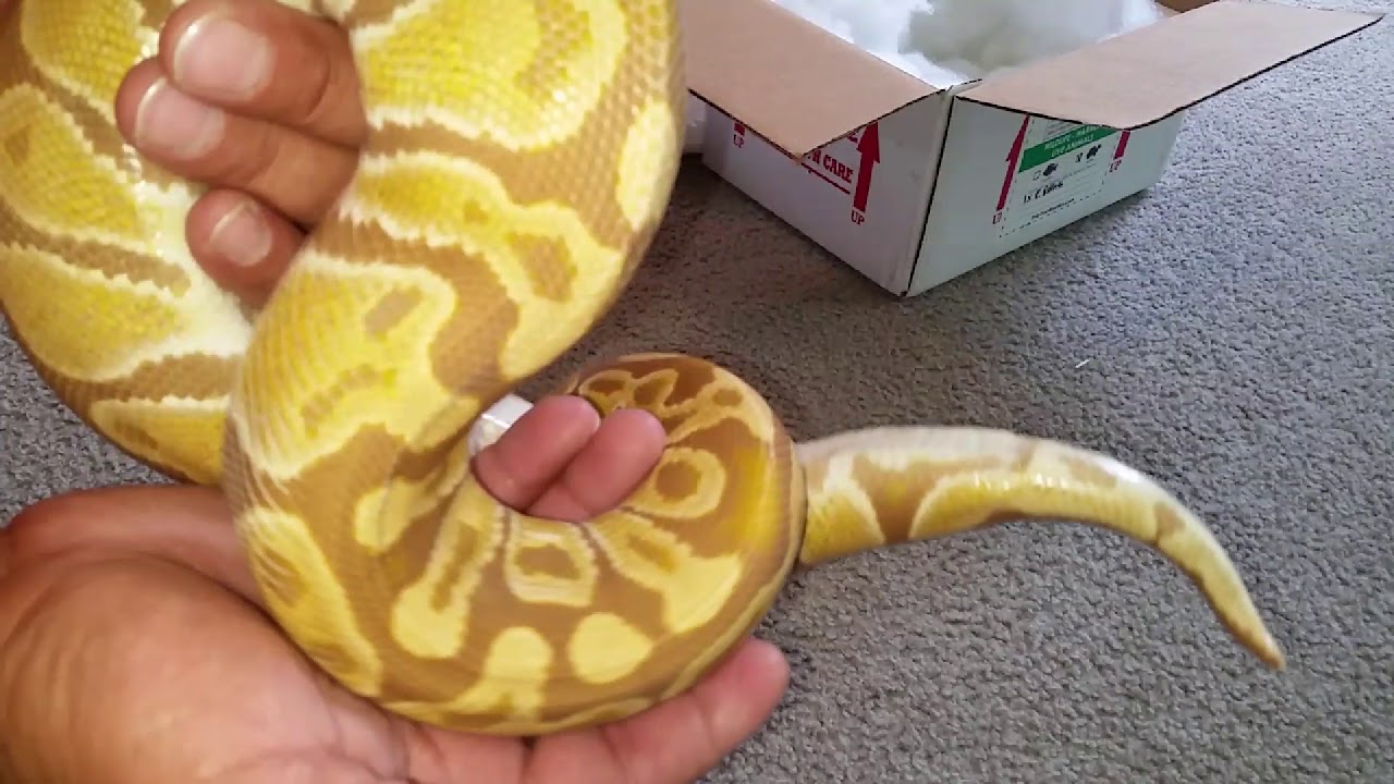 Ball Python Unboxing Recessive Gene