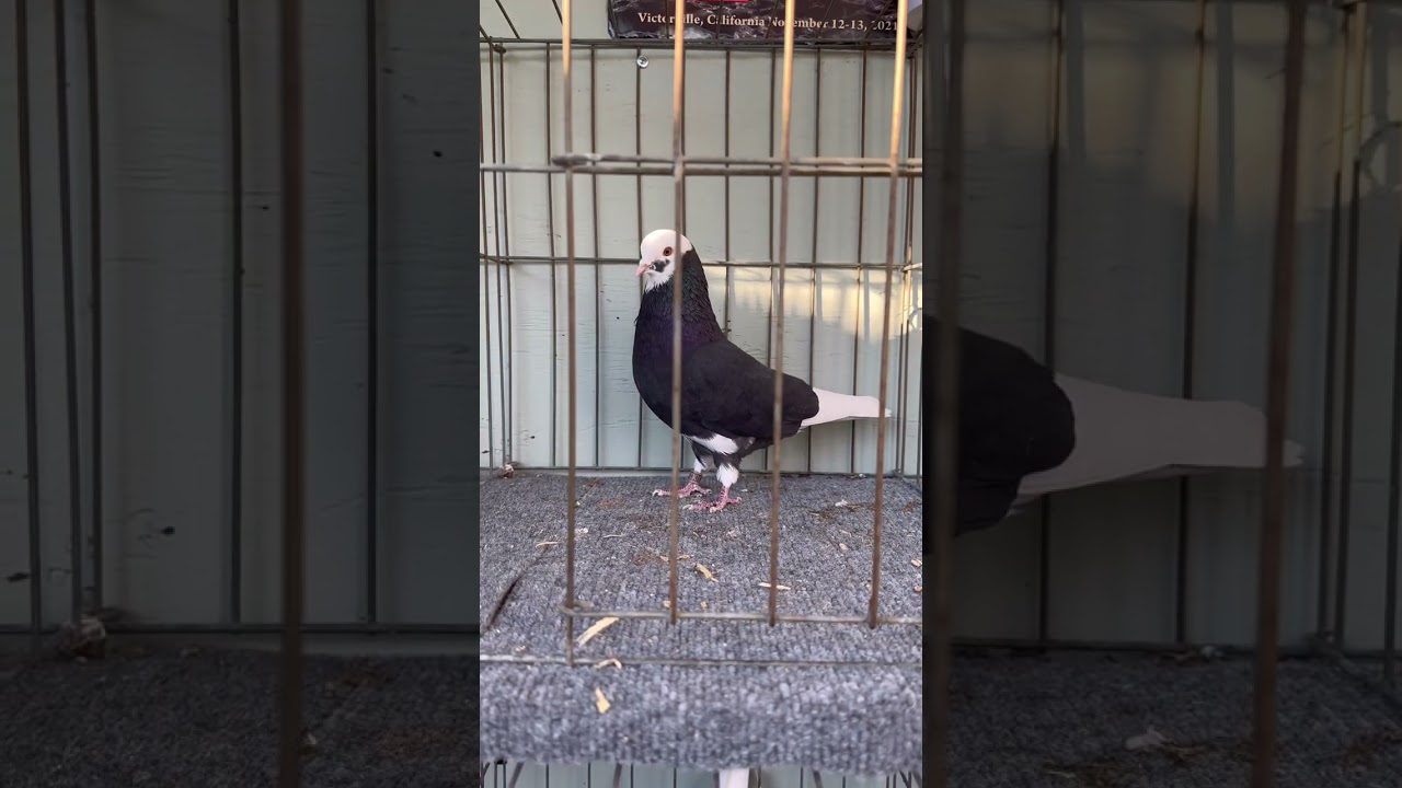 Roller Breeding for 2026
