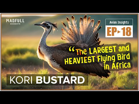 Kori Bustard → Africa's Largest & Heaviest Flying Bird ● #facts @MadfullMoments ◌ EP►18