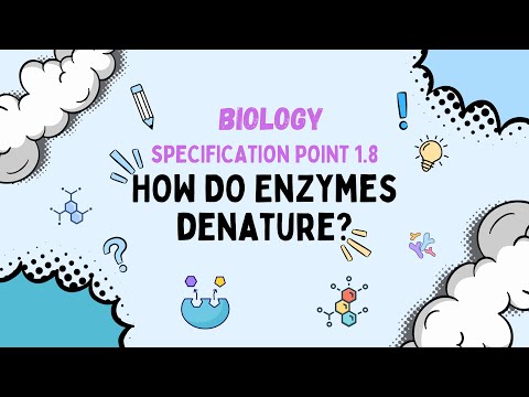 GCSE Biology - How Enzymes Denature and Its Impact on Active Sites