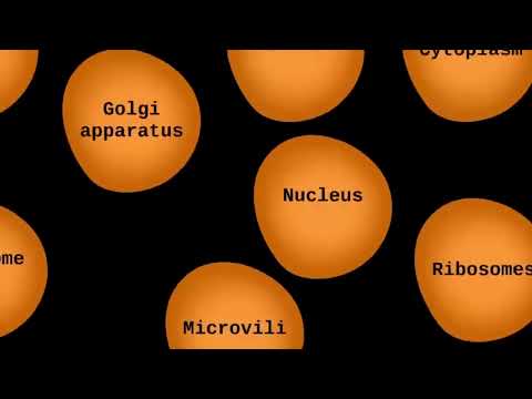 A Level Biology Cells Lesson 1: Cell structure OCR, AQA, Edexcel, WJEC, Eduqas & CIE