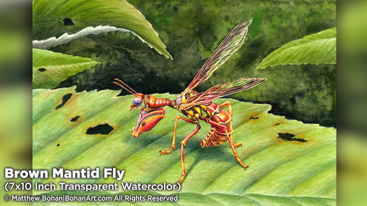 Painting a Crazy looking Insect in Watercolor: Brown Mantidfly:  Time lapse and Commentary