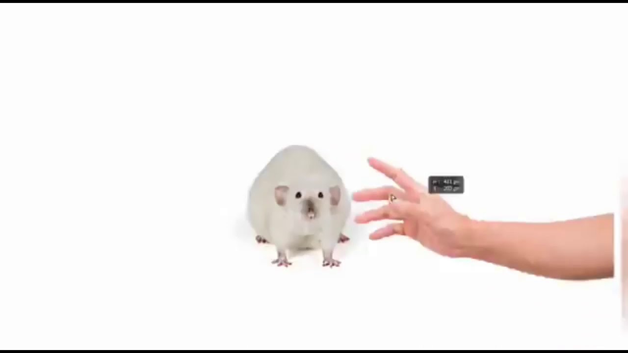 Rat being grabbed for one hour