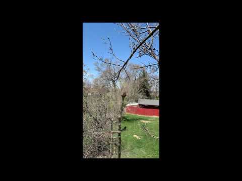 Arborjet Joe Treating for Emerald Ash Borer- Part 2
