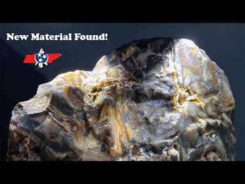 Rockhounding Tennessee Creeks Amazing Fossil Found