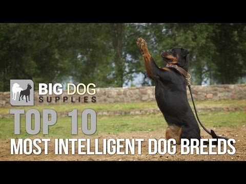 Top 10 Smartest Dog Breeds