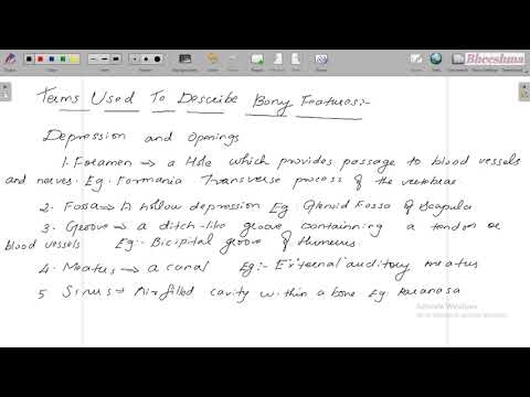 Terms Used To Describe Bony Features