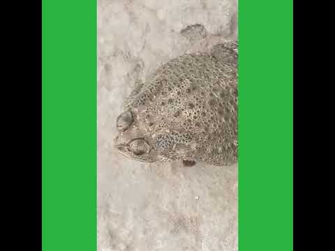 Toad ❤🐸🐸 common indian Toad @@ Scientific name : Duttaphrynus melanostictus