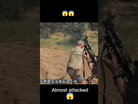 Lion almost attacked on shooters but get shooted #discovery #youtubeshorts #animalhunting #shooting