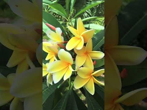 Plumeria: Nature’s Tropical Masterpiece with Fragrance, Meaning, and Landscape Appeal