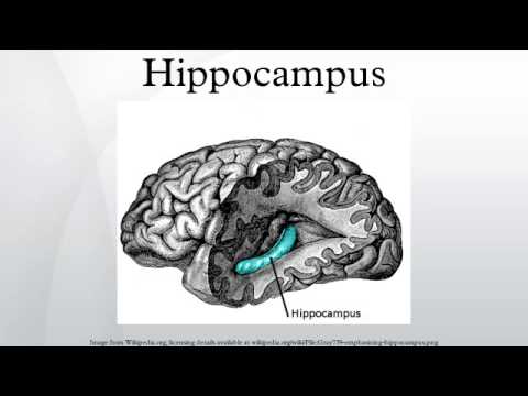Hippocampus