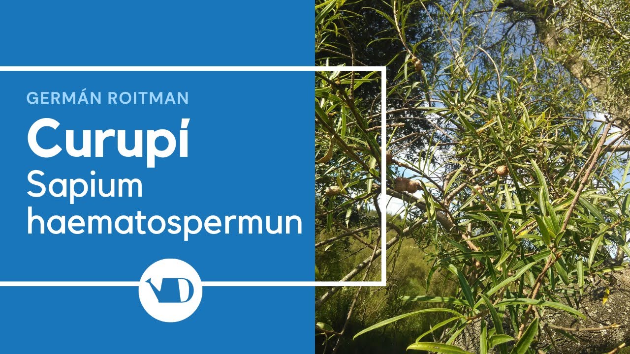 Sapium haematospermun, curupí o lecherón. El árbol nativo explicado por Germán Roitman