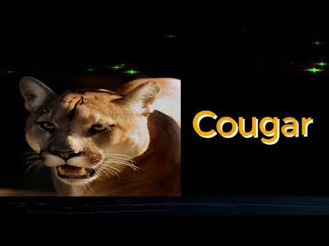 The Cougar Spirit Animal. | Meaning of Spirit Animal Symbols.
