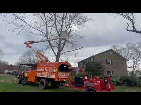 Gallery – Ziemba's Tree Service