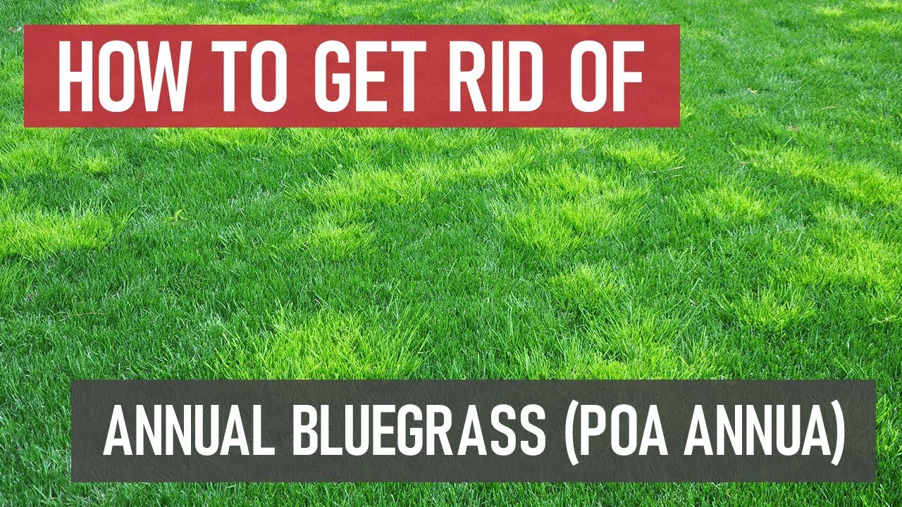 Poa Annua Control: How to Get Rid of Annual Bluegrass (Poa Annua) | DIY ...