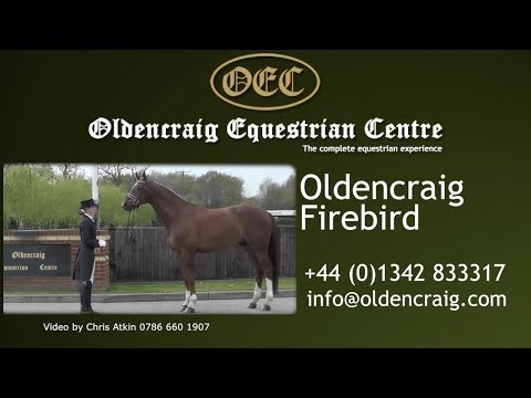 Dressage Horse For Sale: Oldencraig Firebird