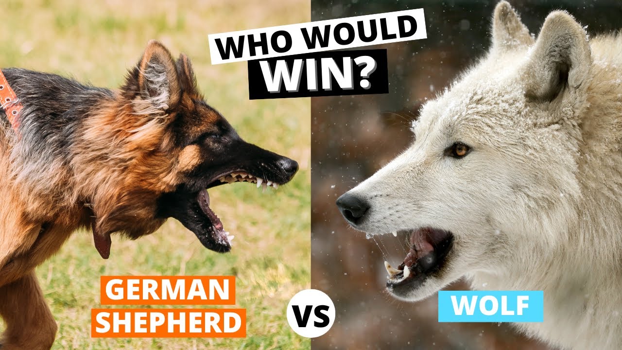 German Shepherd vs Wolf: Who Would Win?