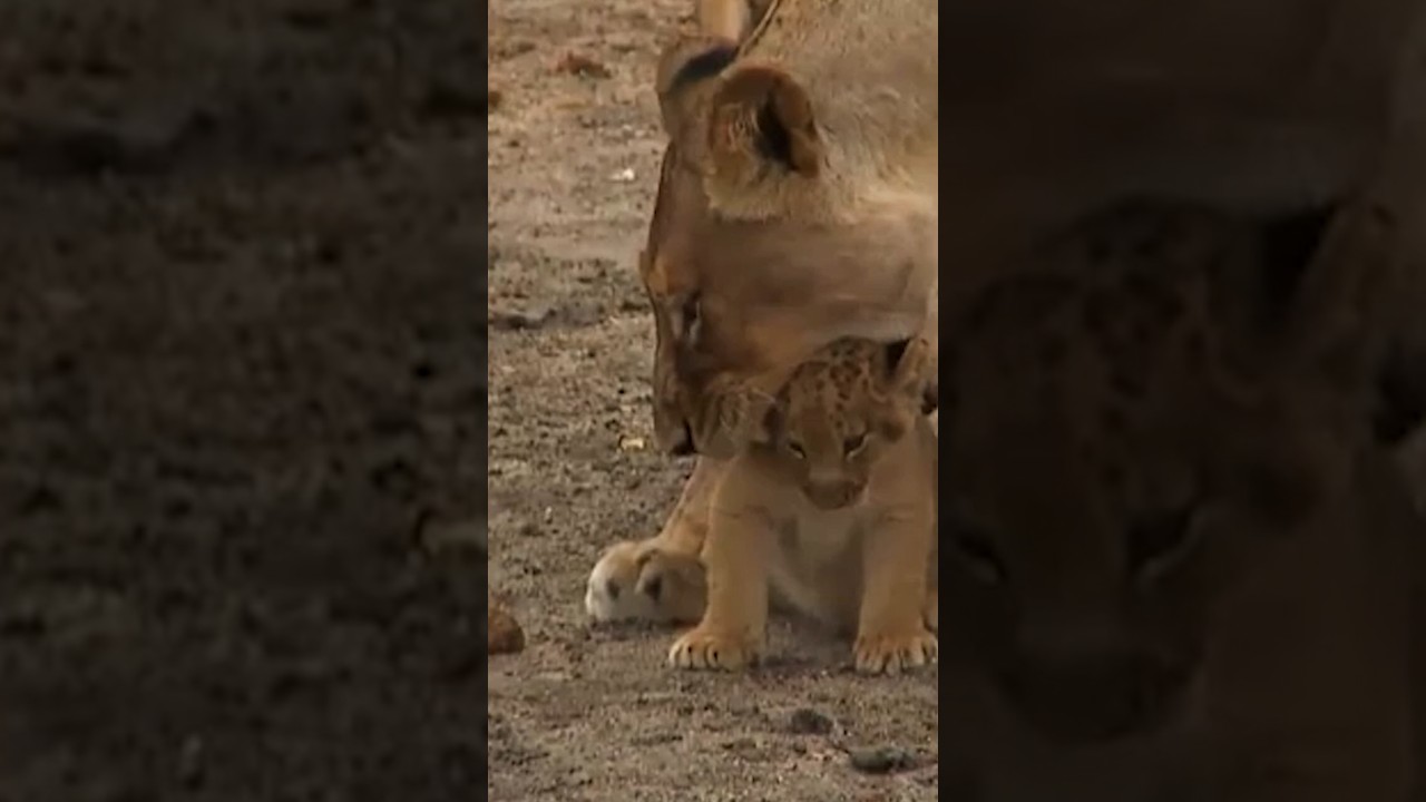 Lioness and her three cubs 🦁👑 ❤️