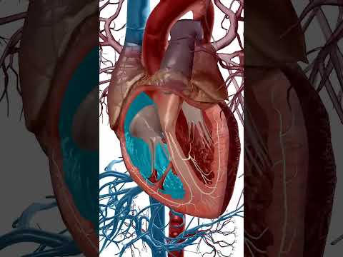 Heart Chambers