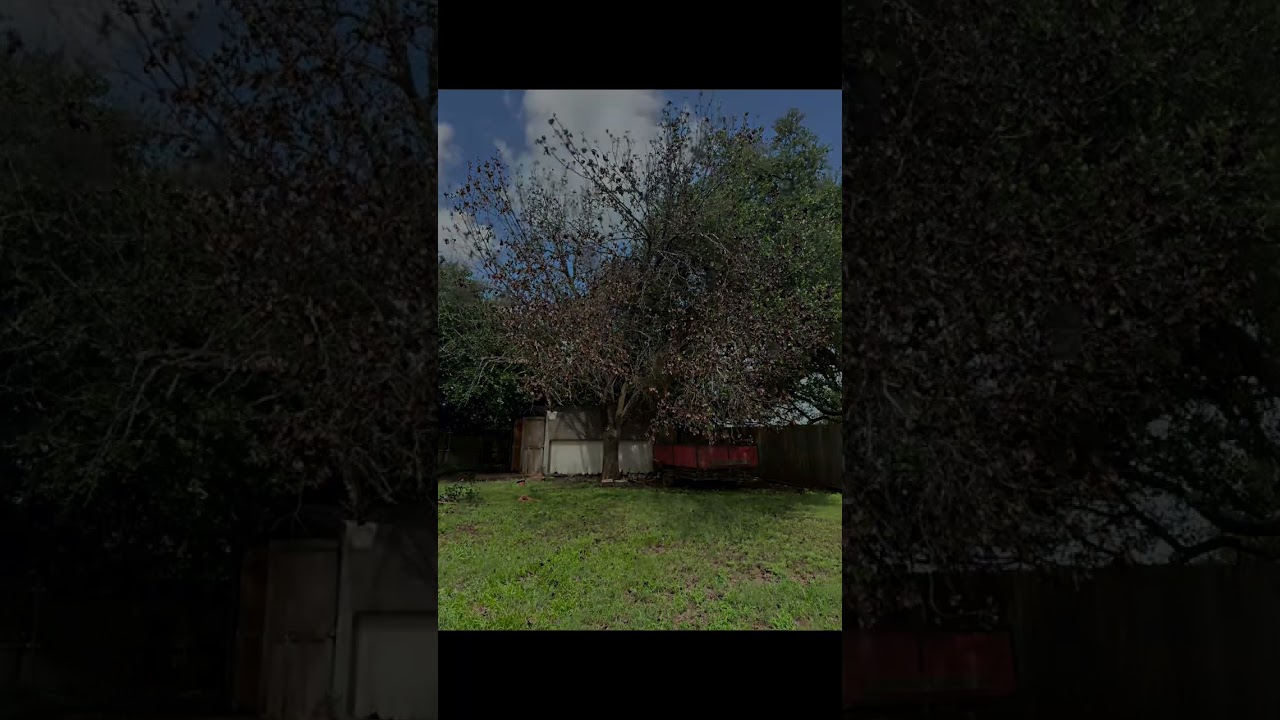 “Watch This Tree Removal and Trimming Transformation | Real Tree Service in Action!”#TreeRemoval