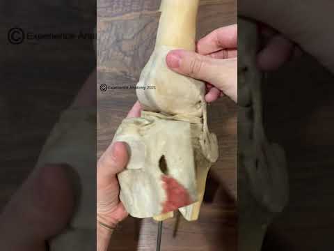 Knee Ligaments