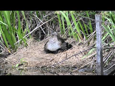 WOOD DUCK females with ducklings Aix sponsa