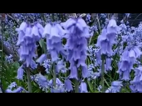 Spanish blue bell