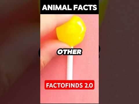 Part 1 | Animal Facts π§ #factsyouneverknew #facts #animals