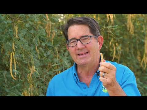 Mesquite Tree Harvesting in Phoenix Arizona