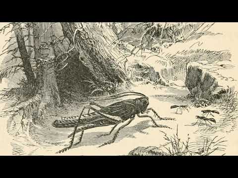 Aesop's Fables: The Ant and the Grasshopper