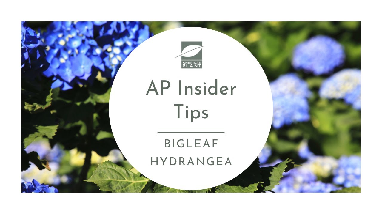 AP Insider Tips: Bigleaf Hydrangeas