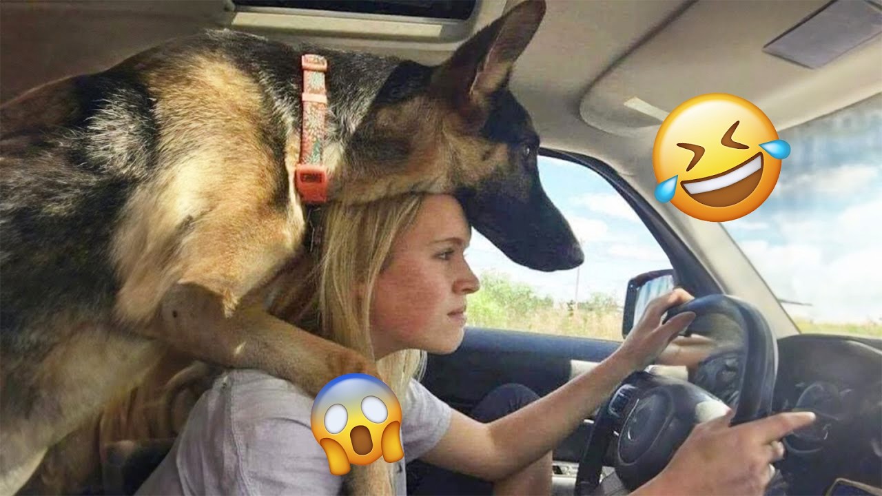 You Will Laugh Harder Than You Expect 🤣 FUNNIEST DOGS Video 2026 #123