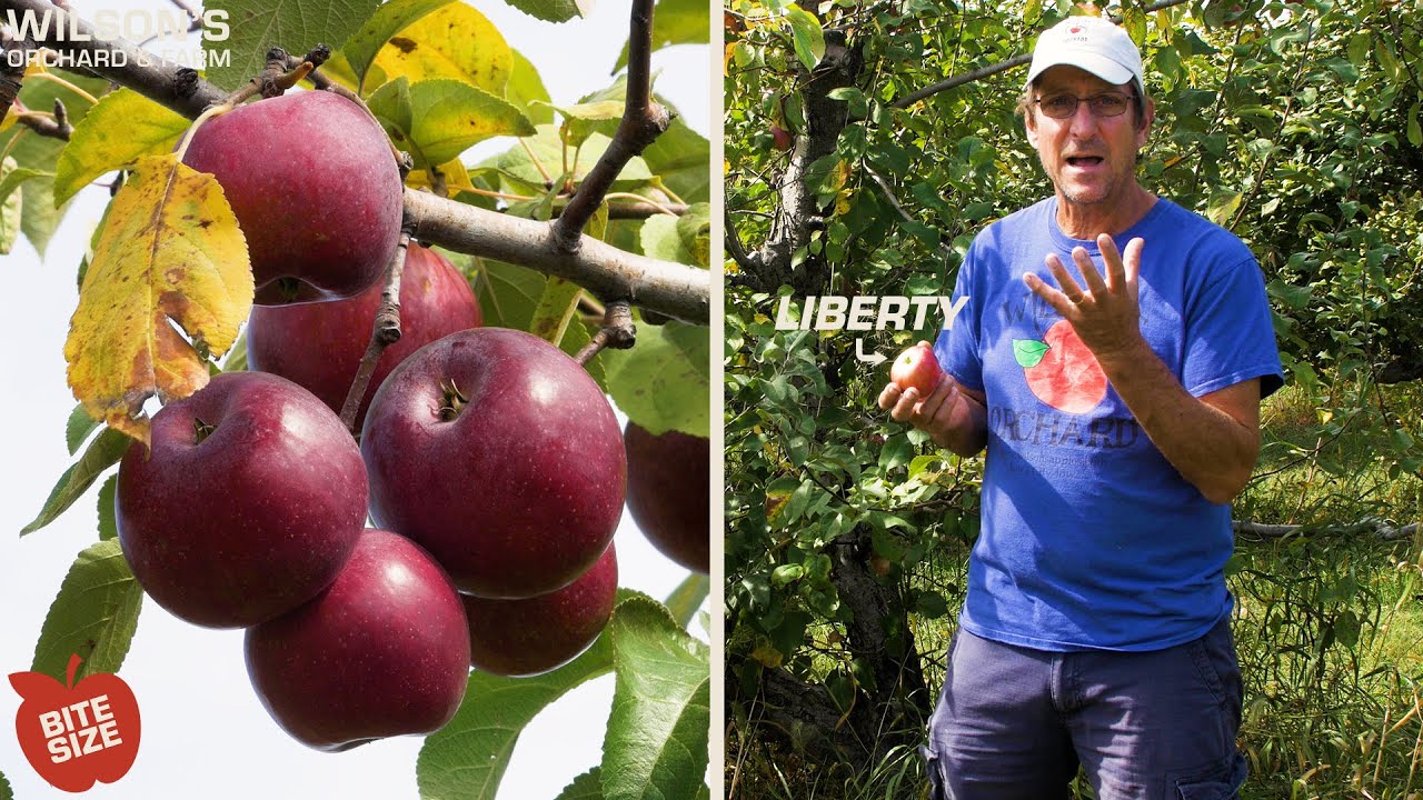 Liberty Apples | Bite Size