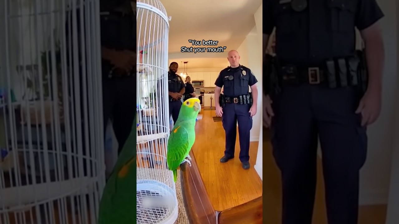 Parrot Knows Every Officer’s Secret
