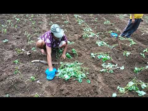 PLANTING SWEET potato or "camote"||SIMPLE LIFE in the Philippines
