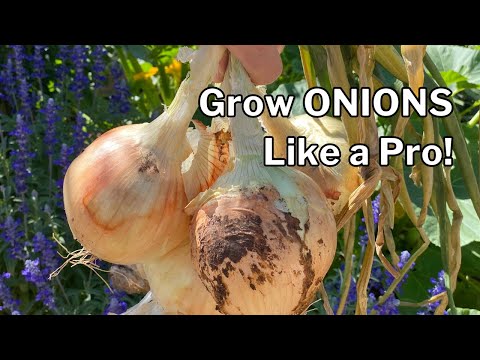 ONION GROWING GUIDE: plus TIPS for growing onions in HOT CLIMATES